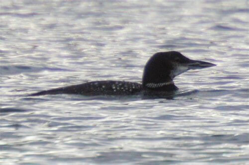Fishing with Loons in Maine - Countryside and Community Research Institute