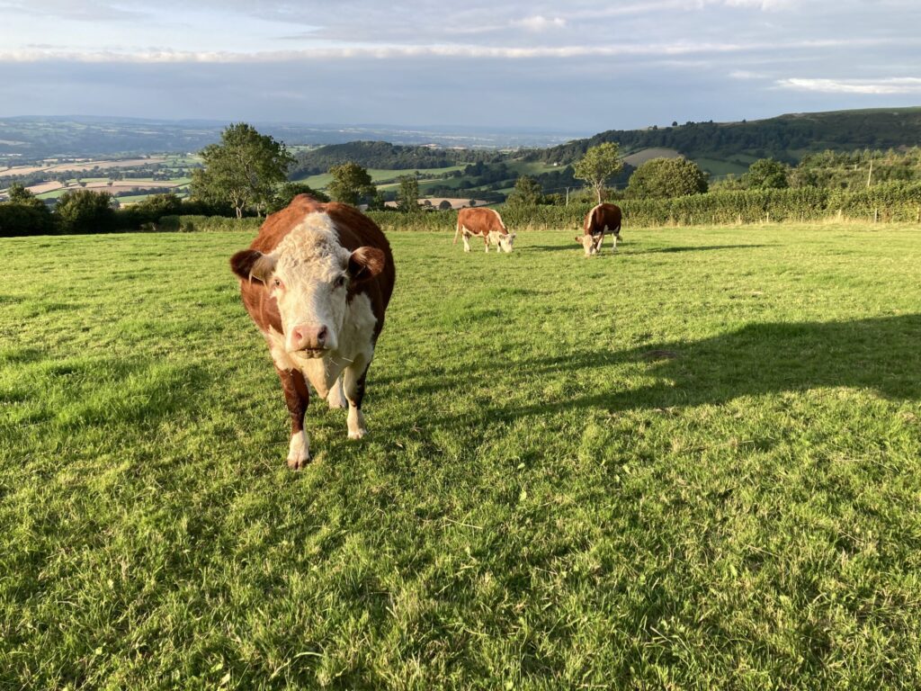 Optimal grazing management to enhance soil biodiversity and soil carbon in upland grassland ...